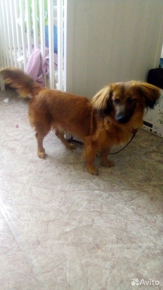 Собака