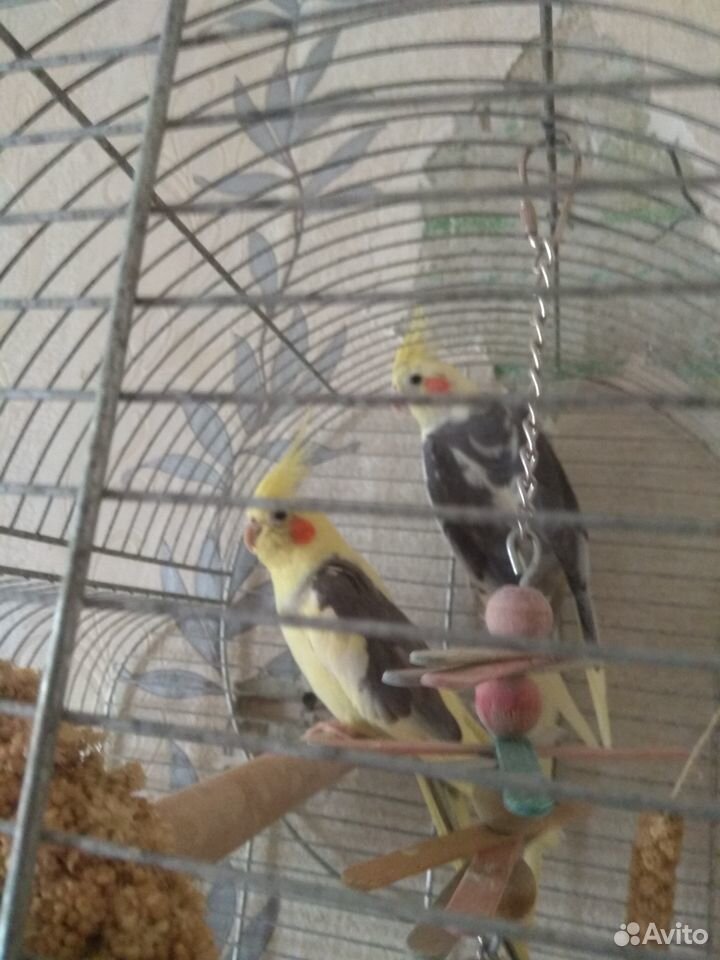 Продам пару корелл