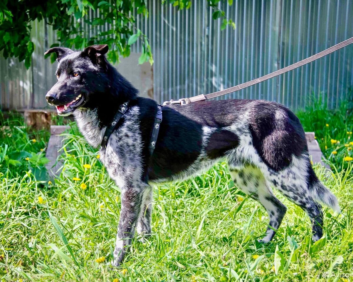 Чудо природы Бусик