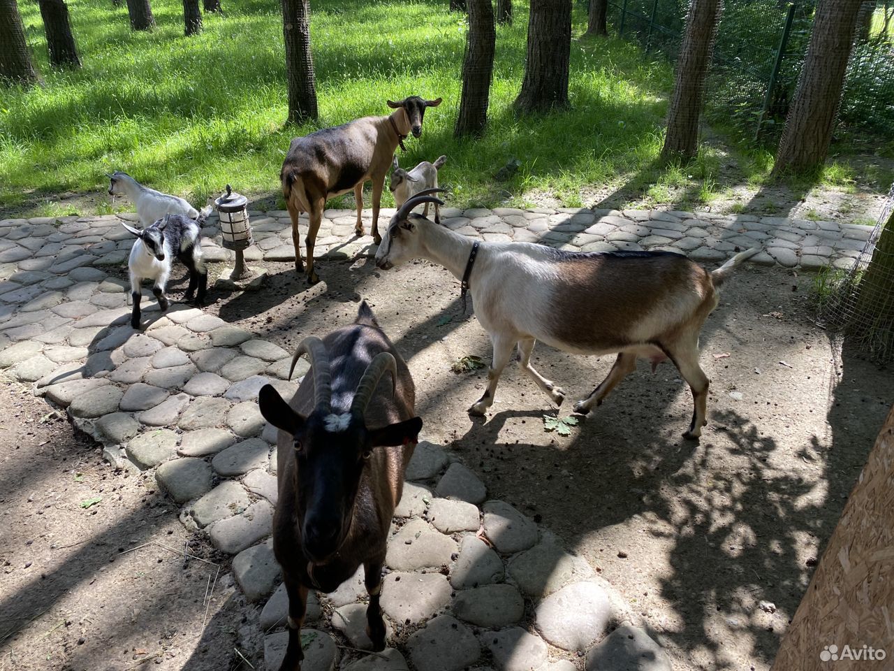 Альпийские козочки