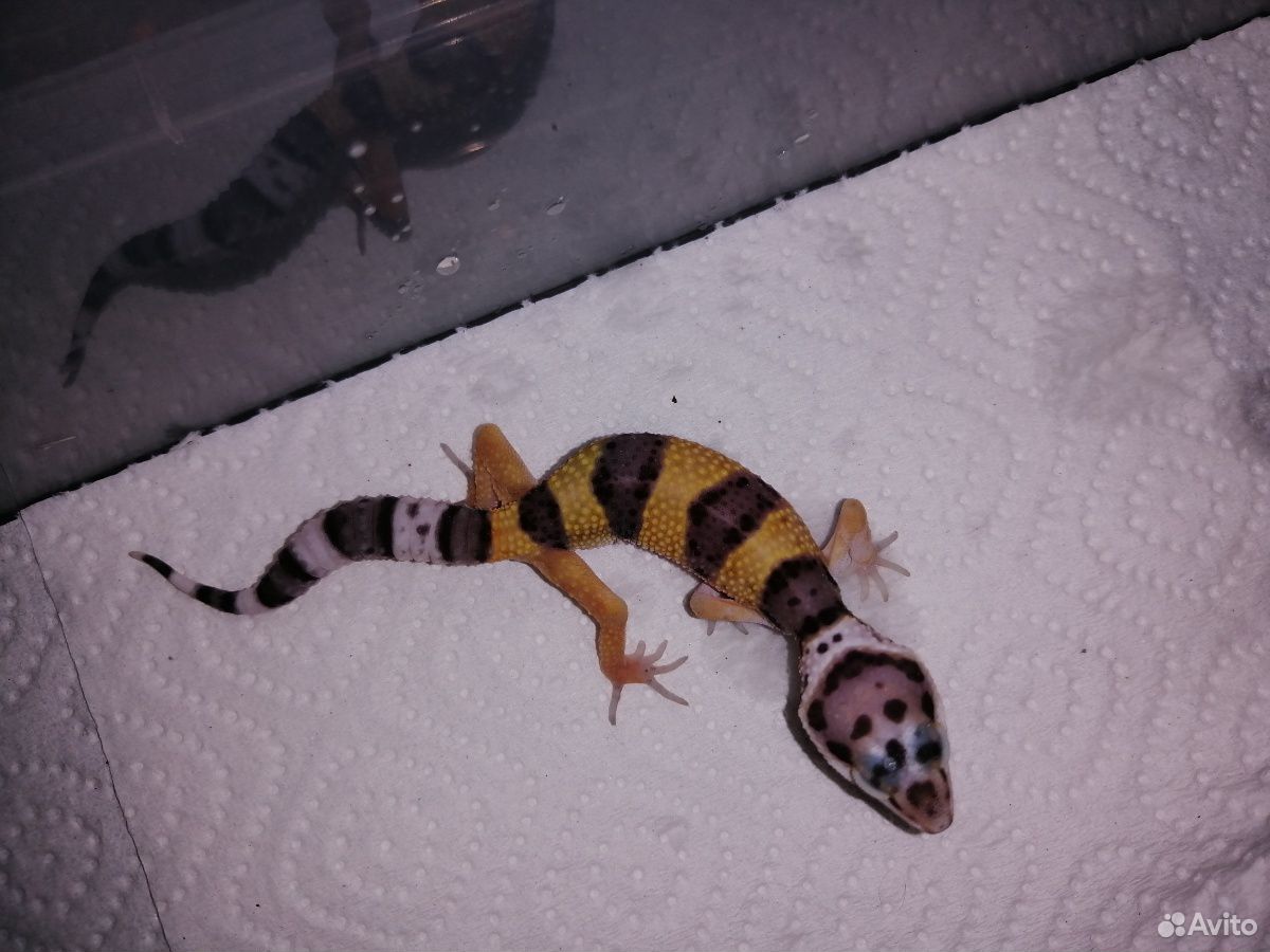 Продам эублефара