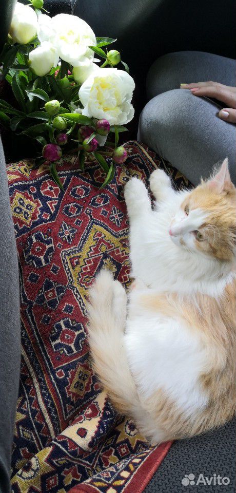 Котик Фокс