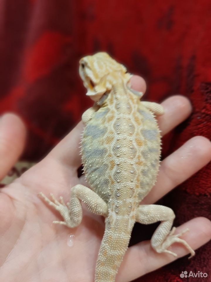 Бородатая агама