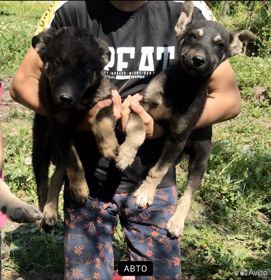 Щенята, собаки в добрые руки