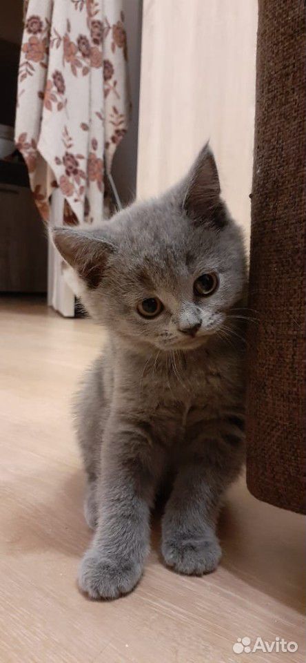 Шотландский котенок (девочка)