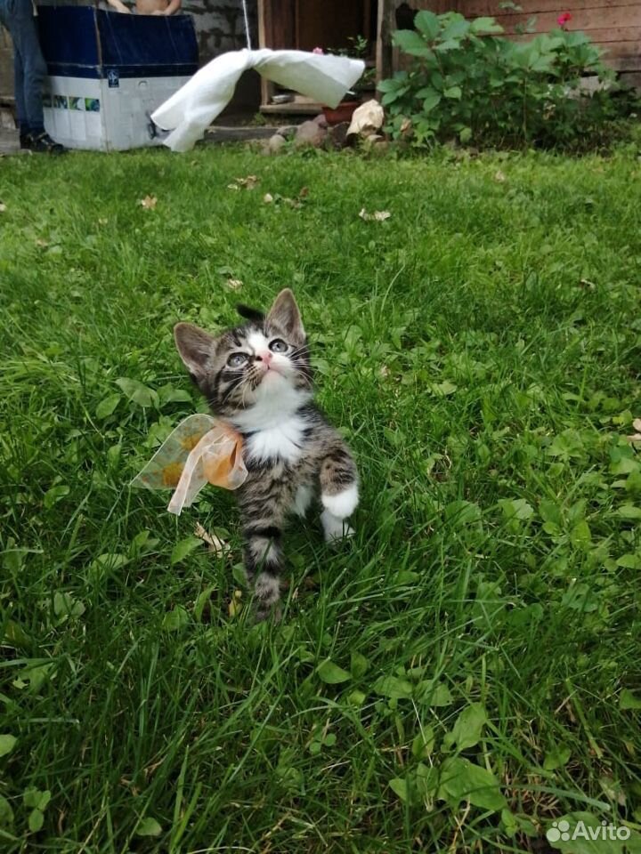 Котёнок Карамелька в добрые руки