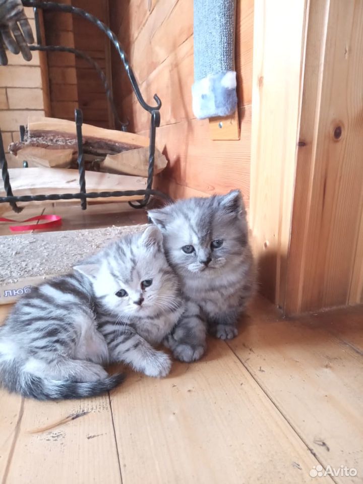 Британская