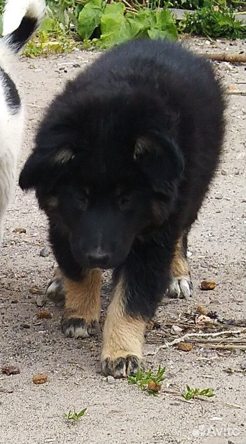 Невероятно красивые щенки