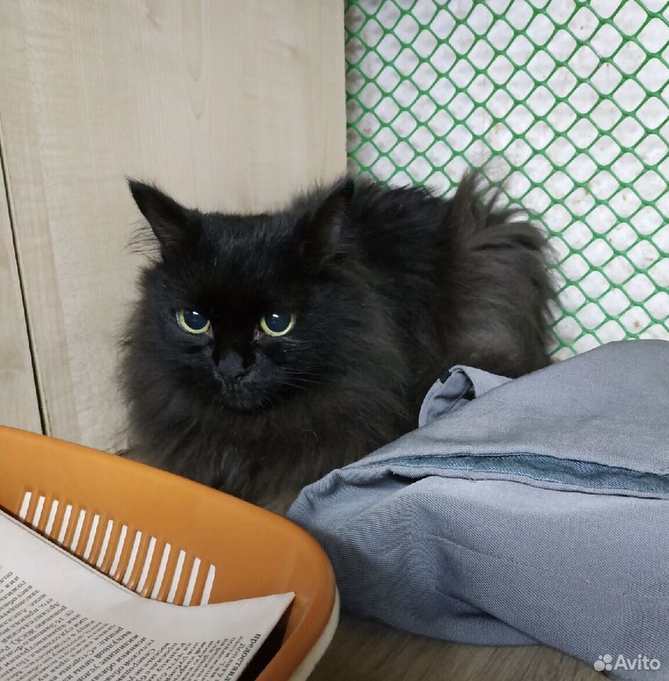 Кошка молодая бесплатно
