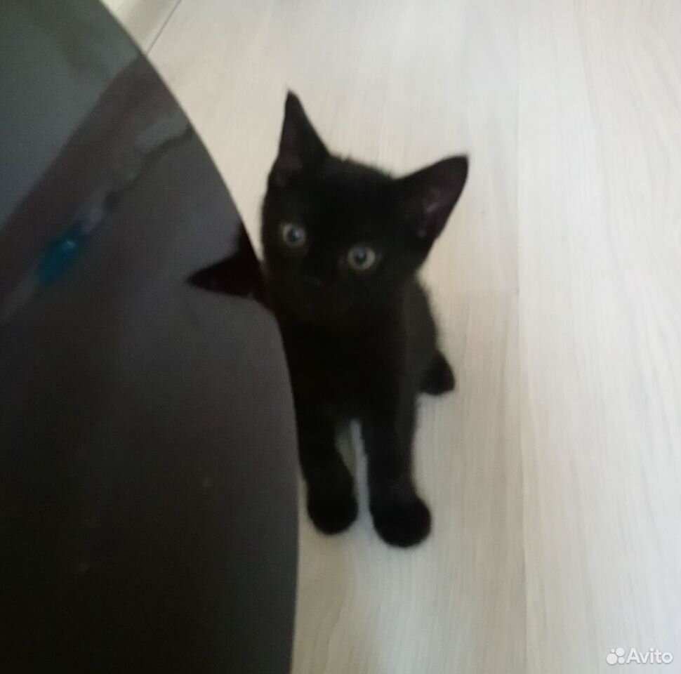 Чёрный котенок