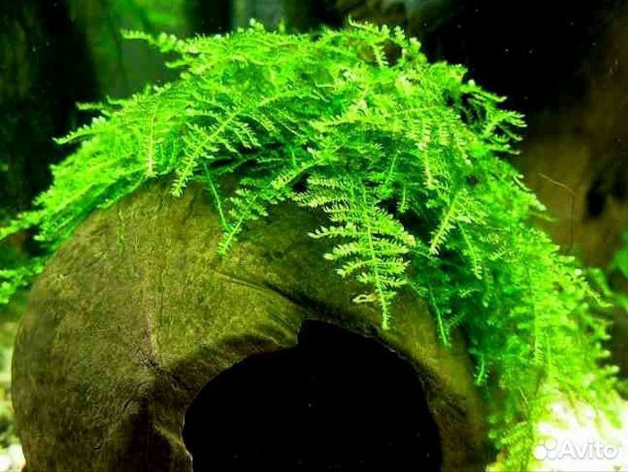 Christmas Moss (рождественский мох)