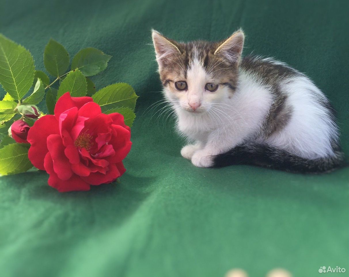 Котёнок с грустным взглядом ищет дом