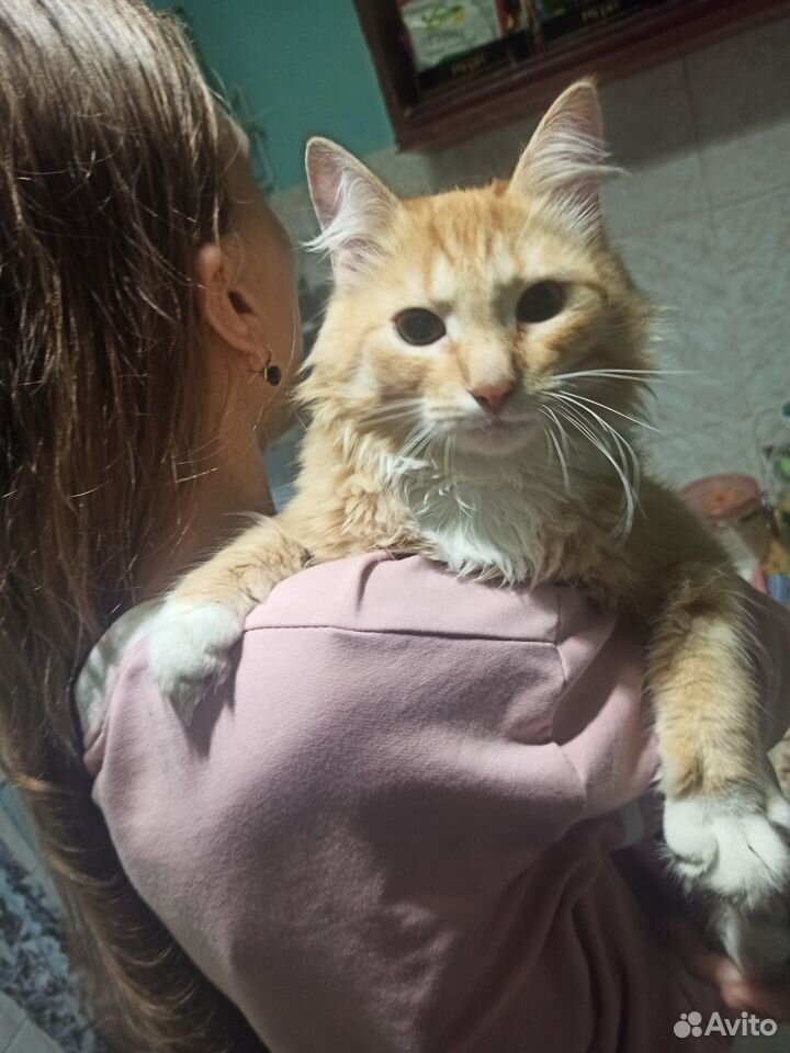 Продам игрового кота