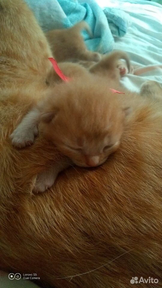 Солнечные котята