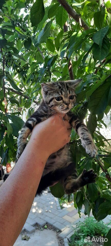 Шотландские мальчуганы