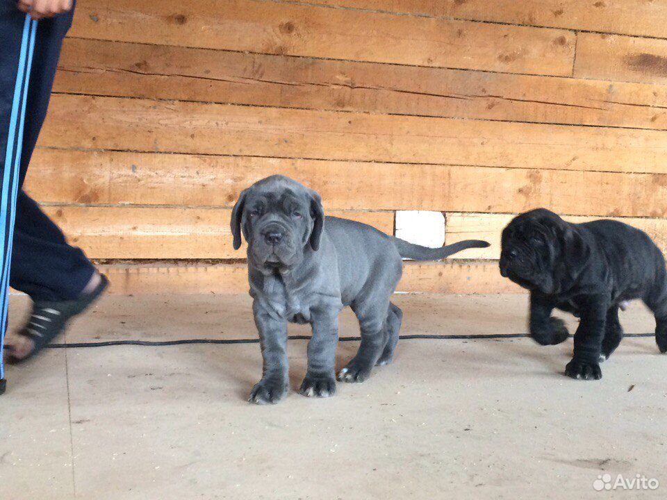 Мастино дети щенки. мастино