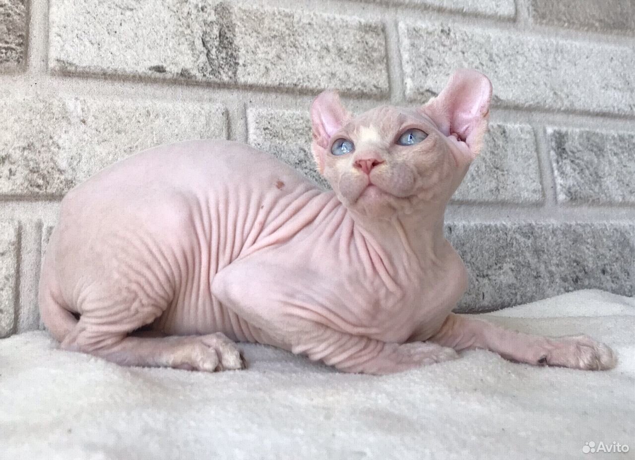 Голубоглазая эльфийка