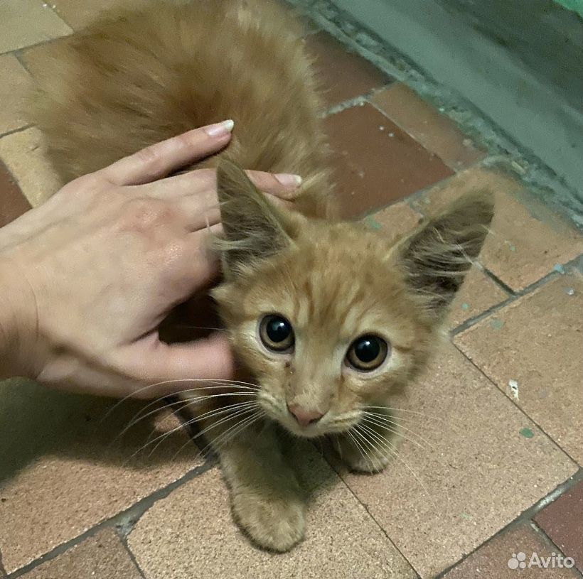 Котенок плачет в подъезде