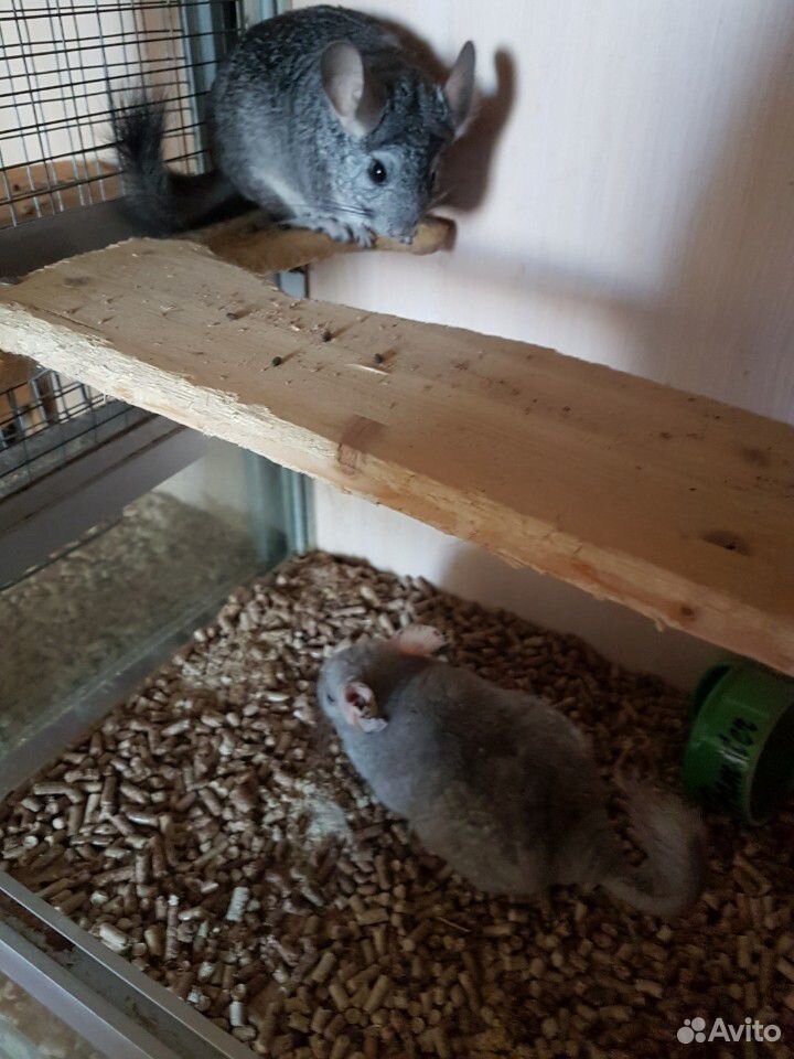 Шиншиллы, сложившаяся пара 3 года