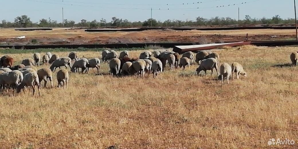 Матки и ягнята