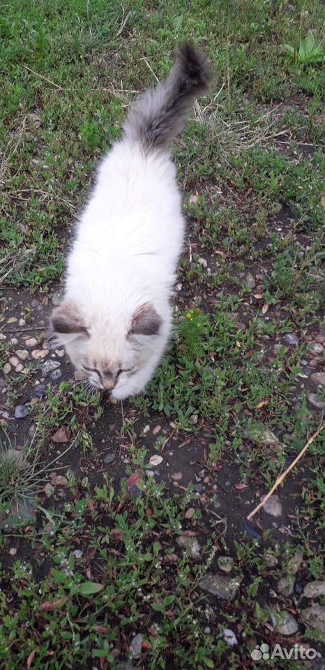 Отдам в хорошие руки котенка