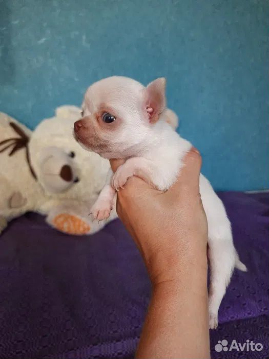 Супер-мини чихуашонок