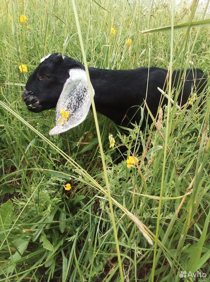 Козлики и козочки нубийские подрощннные и