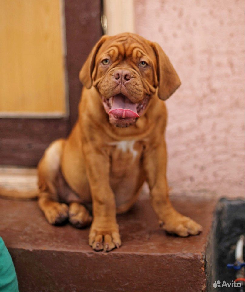 Бардосский Дог