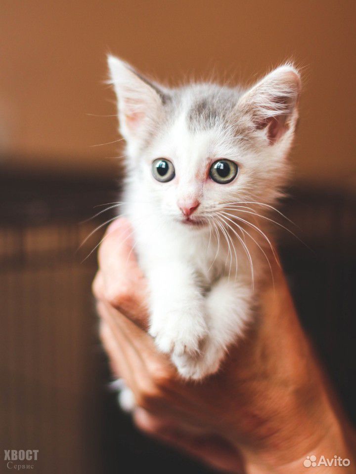 Котёнок Милашка, девочка 1.5 месяца