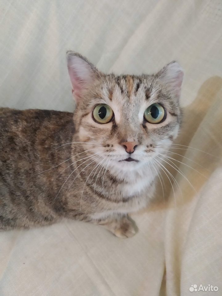 Улиточка ищет дом