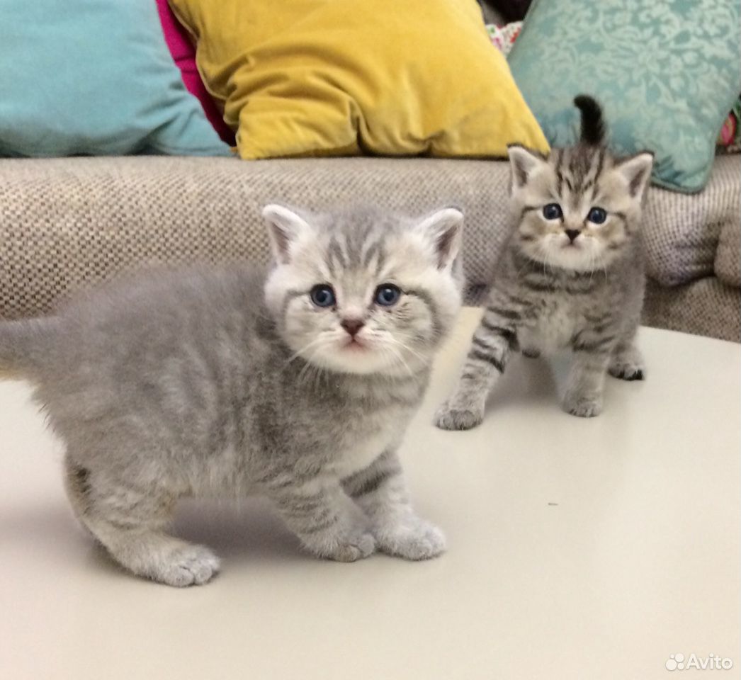 Шотландские котята