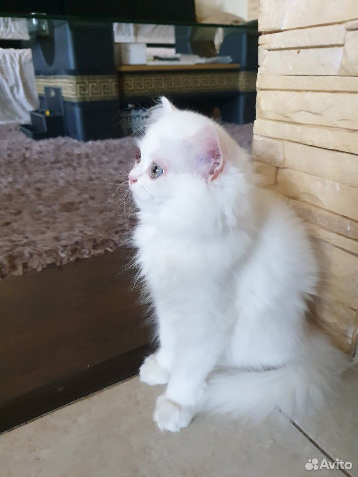 Милый шотландец