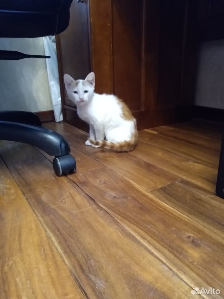 Рыже-белое чудо ищет дом