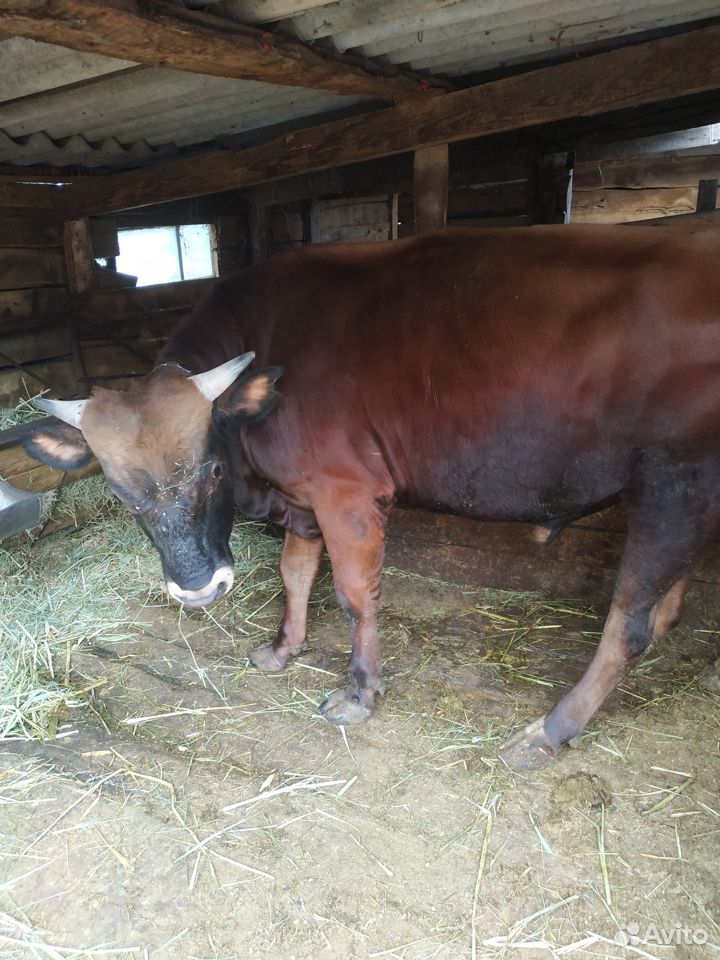 Быки и телки