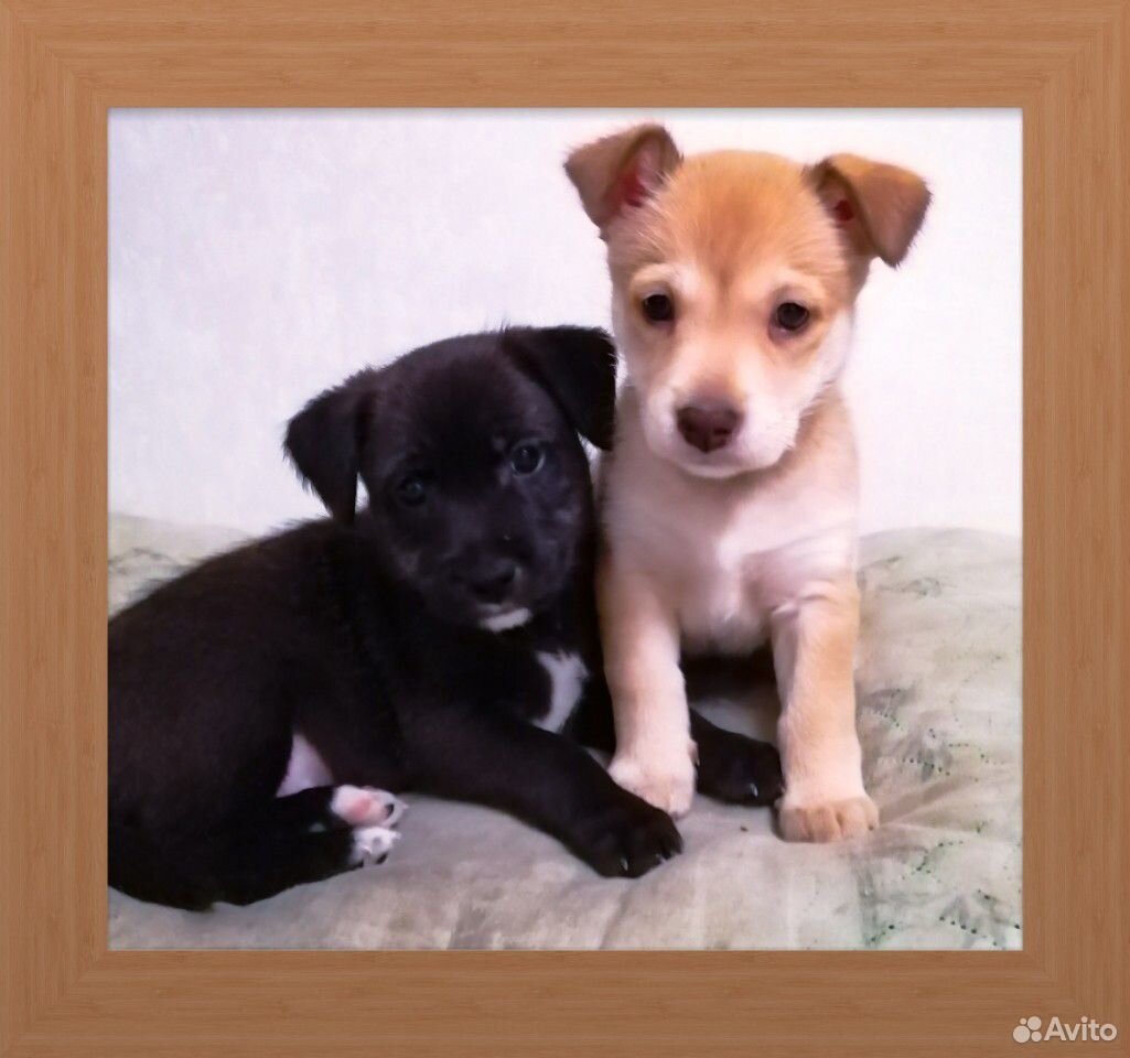 Щенок в добрые руки