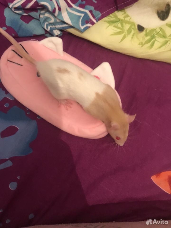 Вязка крыс