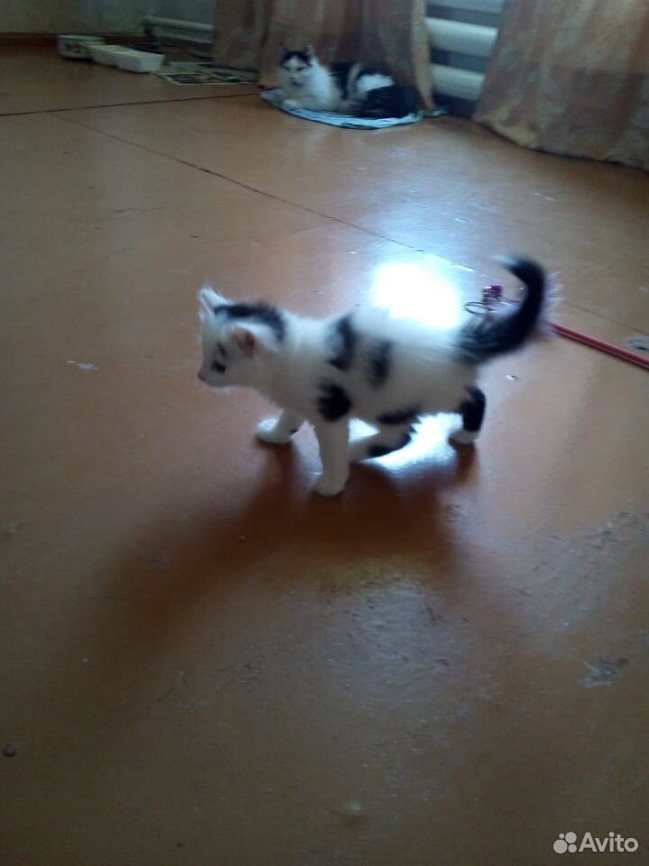 Отдадим котика в хорошие руки