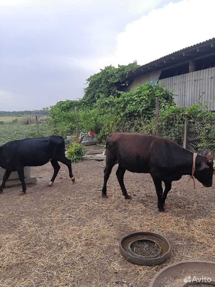 Продаются телята 5 месяцев и телочки по 1,5 года