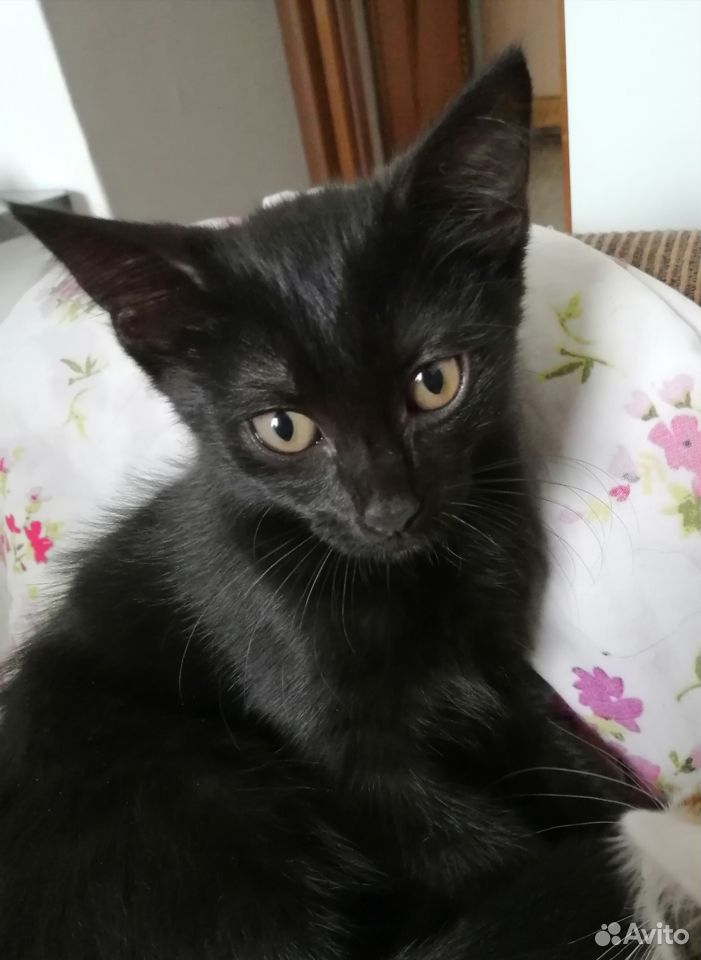 Чёрная кошка, 2 месяца и 2 недели