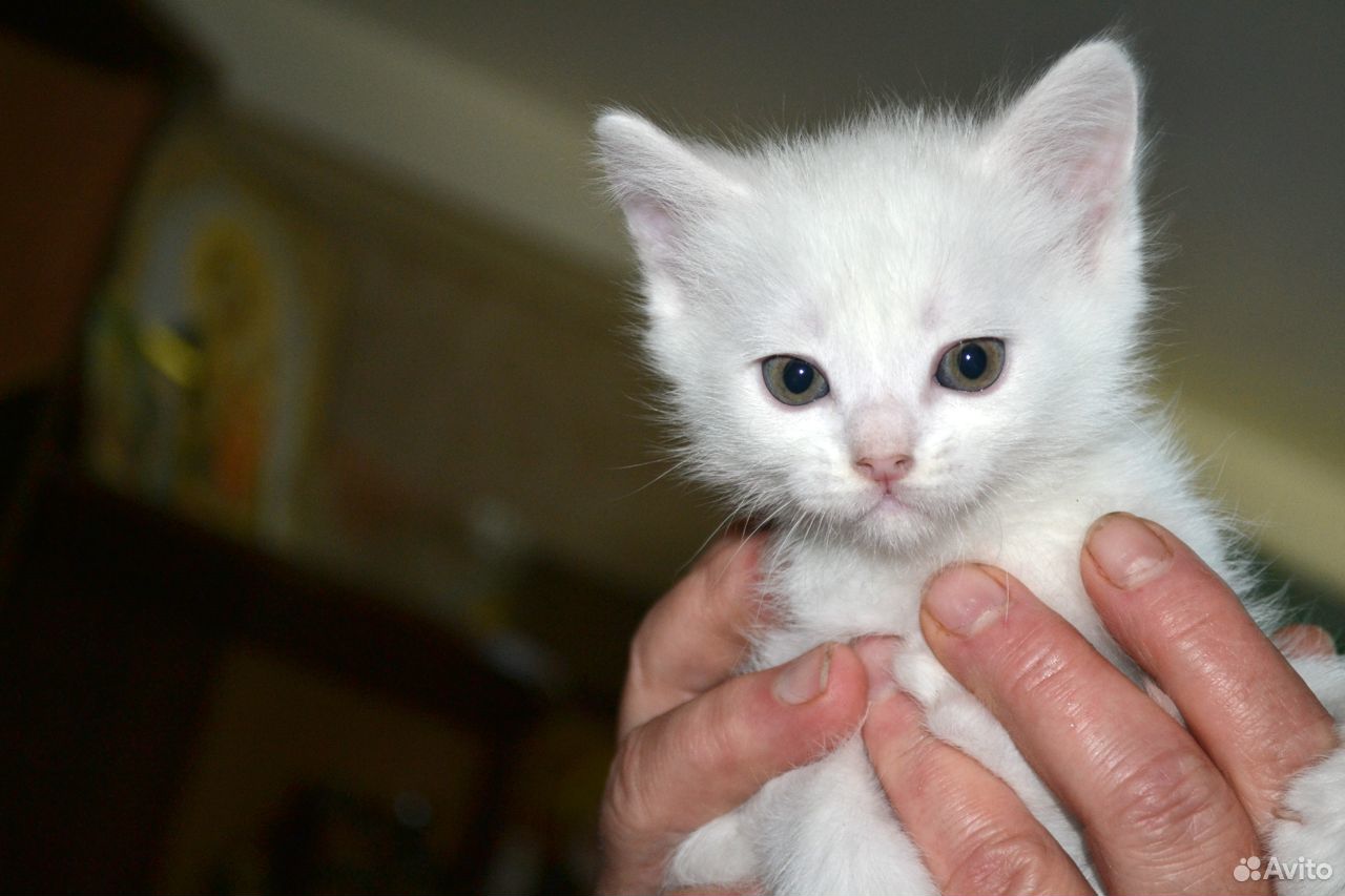 Котята полусибирские