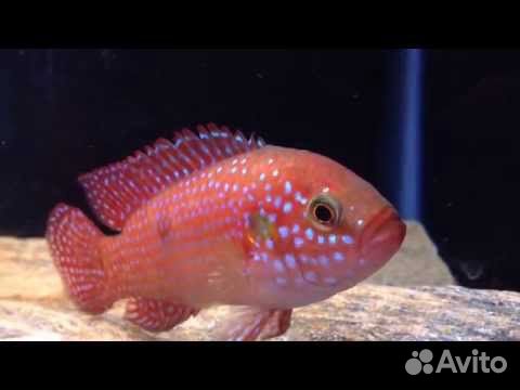 Цихлида красавчик бесплатно