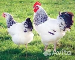 Цыплята кур несушек Адлеровские и Кучинские