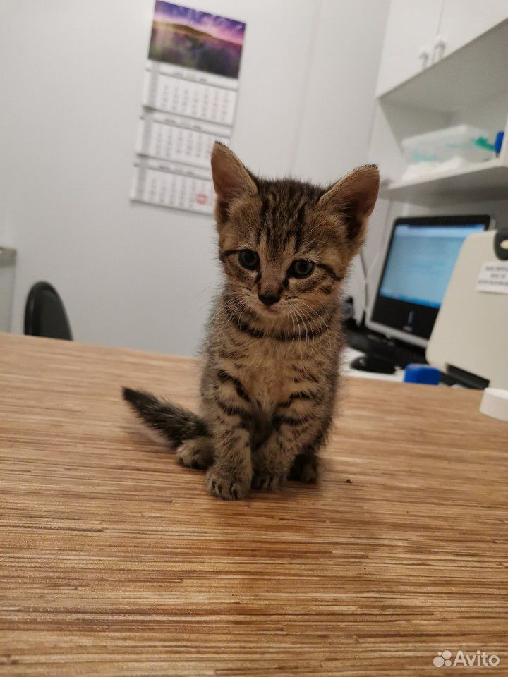 Котенок в добрые руки