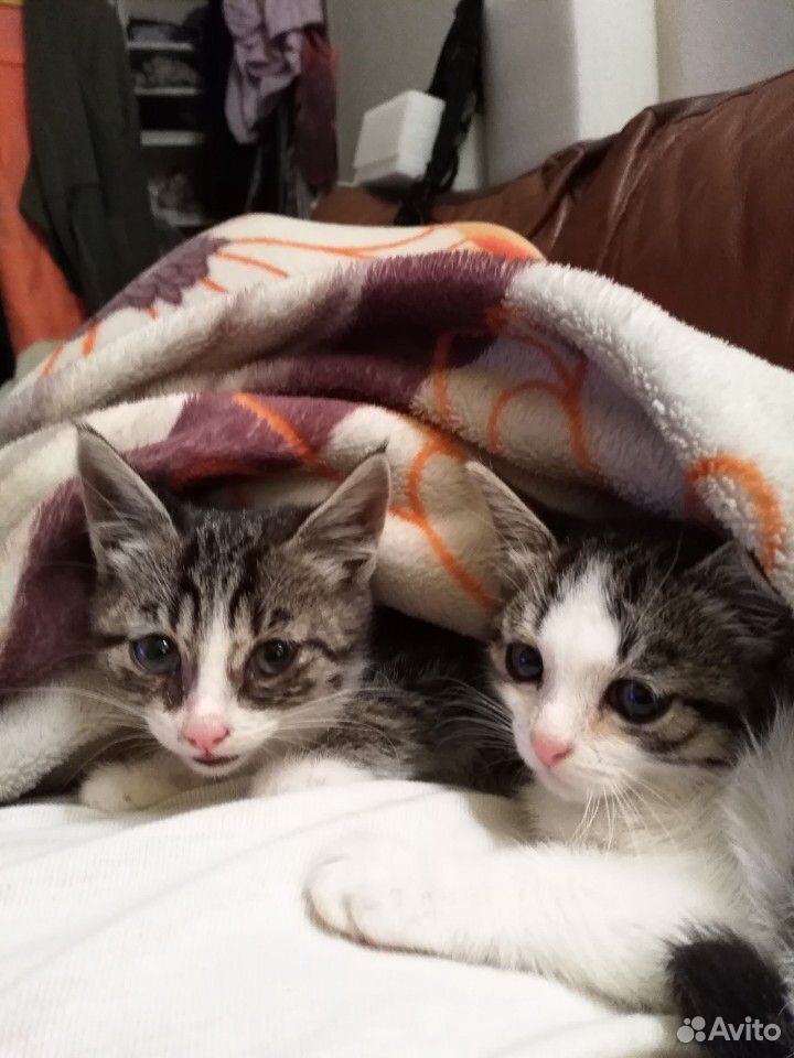 Котята