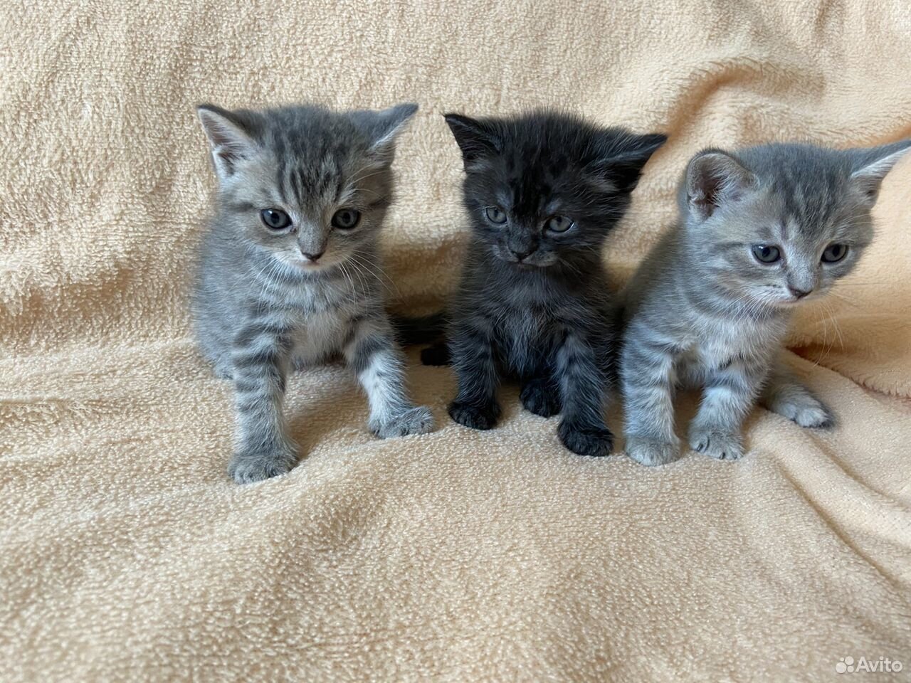 Шотландские котята