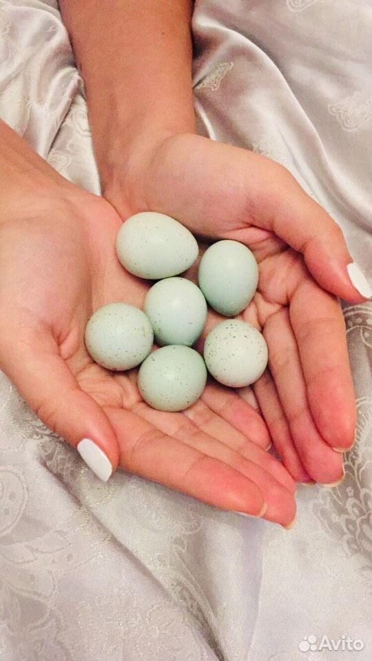 Продаются ия перепелов селадон(целадон)