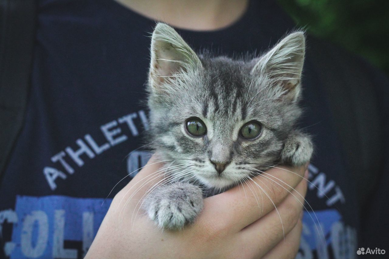 Котенок в добрые руки