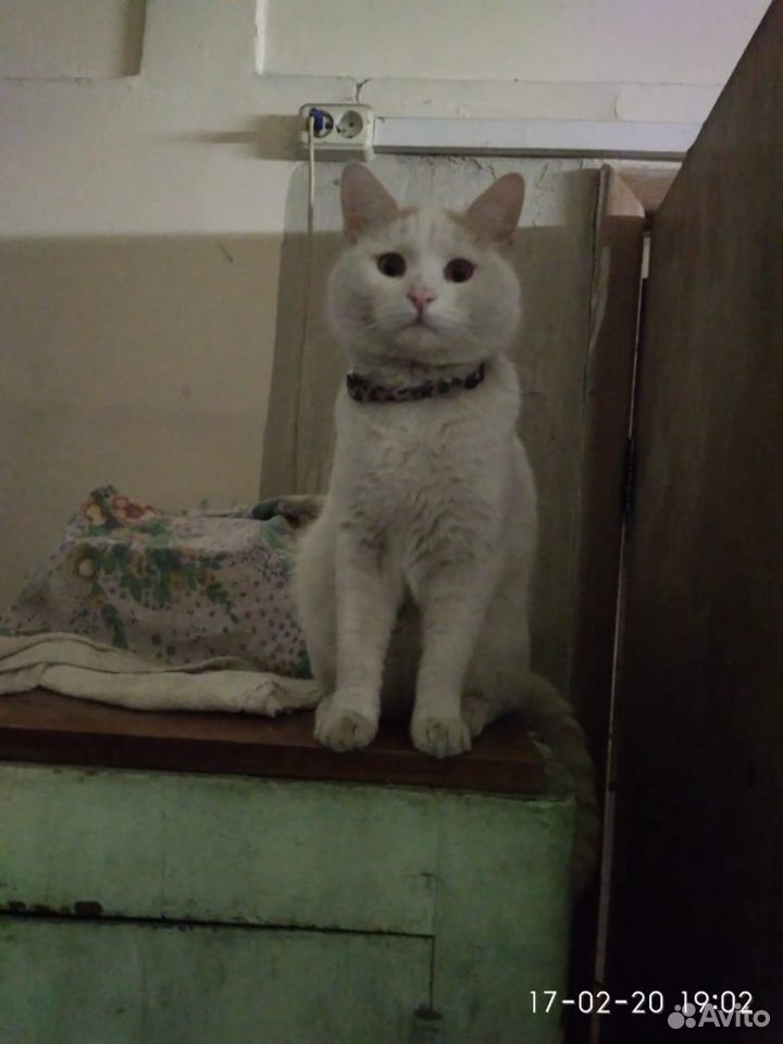 Кошка