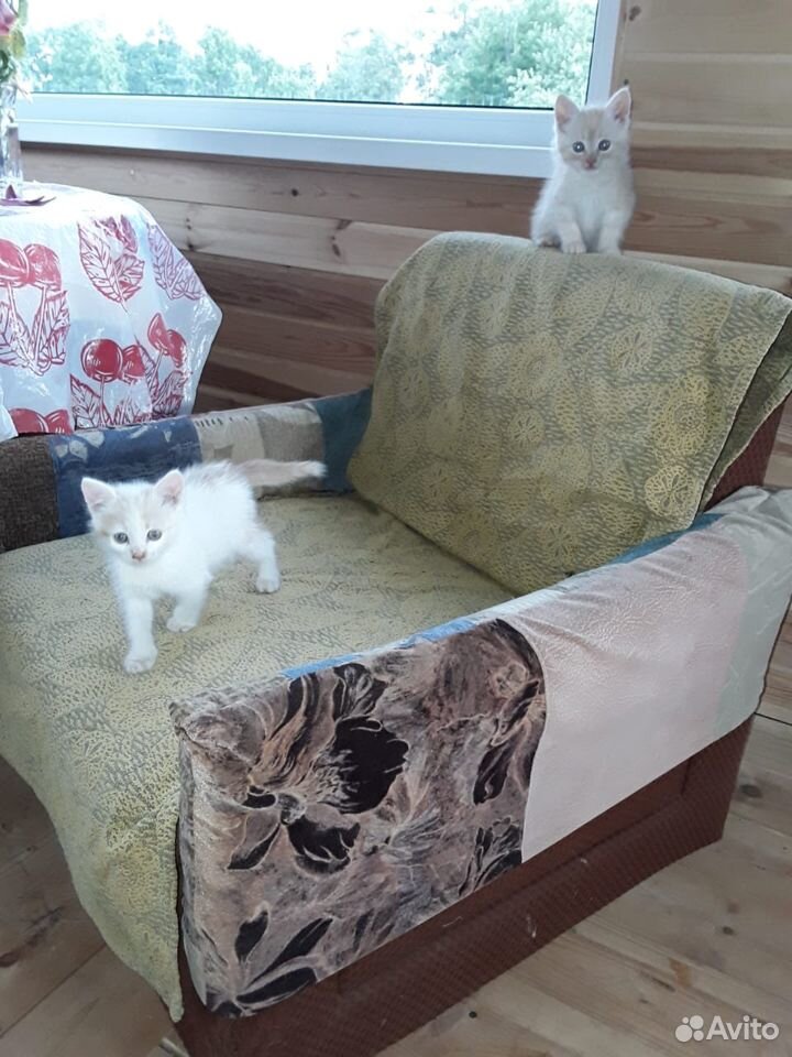 2-х месячные котята