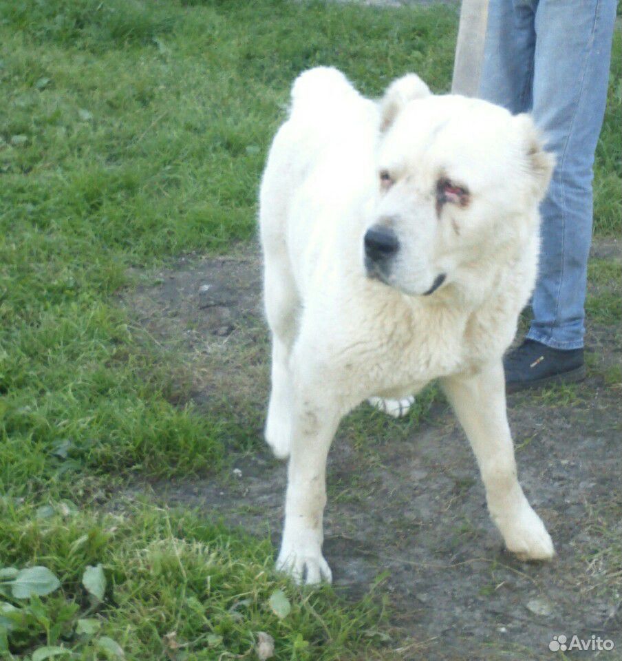 Собака девочка